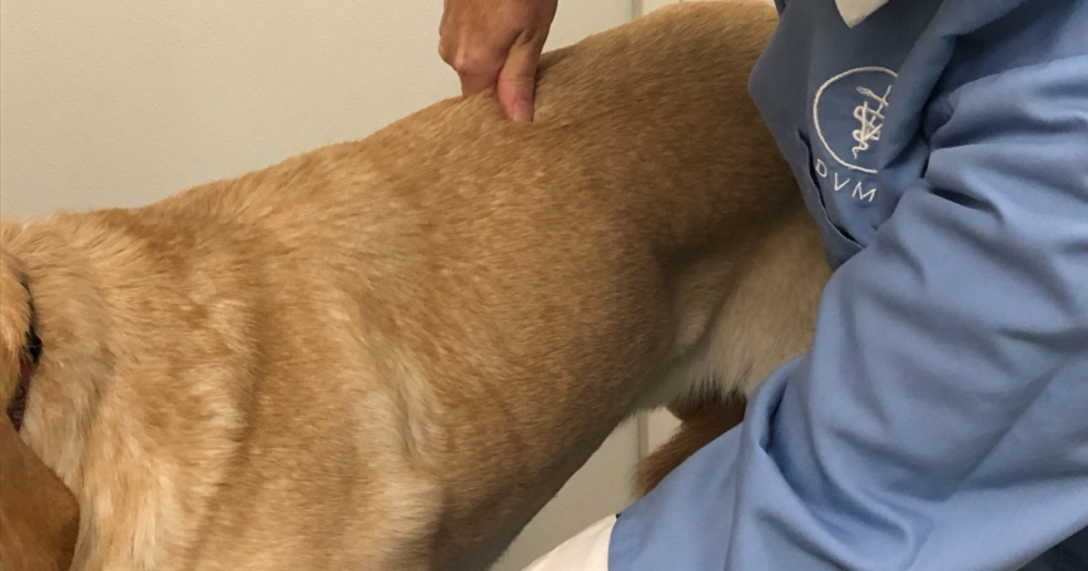 Spinal Adjustments for Dogs - Benefits of a Dog Chiropractor