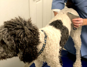 Fascia Relaxation Therapy For Your Pet - Dr. Jacobs