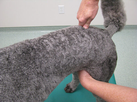 Veterinary Spinal Adjustments For Your Pet - Dr. Jacobs