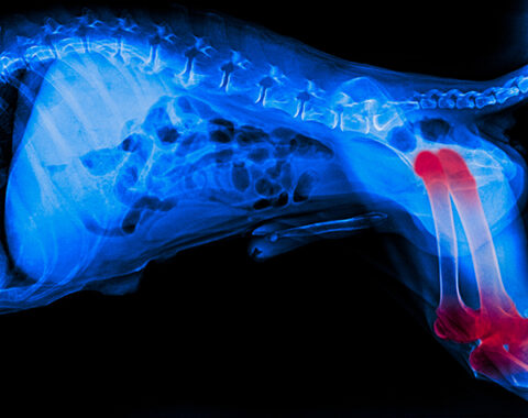 OFA Hip and Elbow Xrays - Dr. Jacobs, DVM, CVC, BSC Veterinarian ...